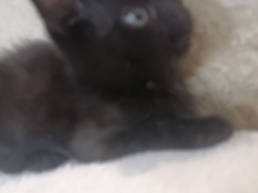 Котята в дар с доставкой