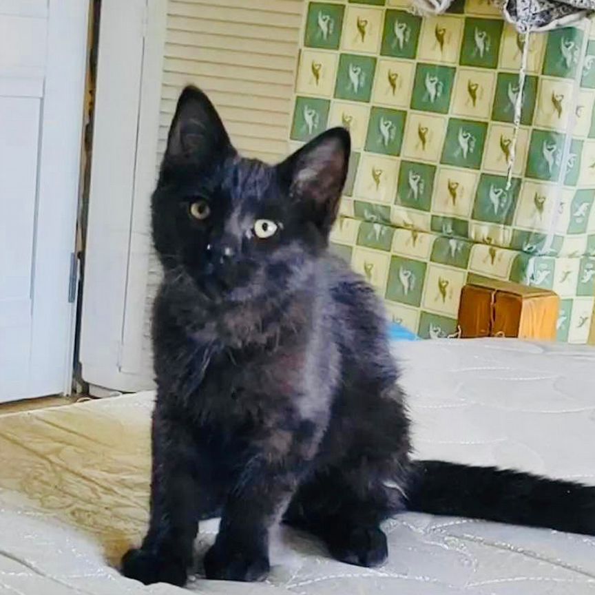 Котёнок в добрые руки
