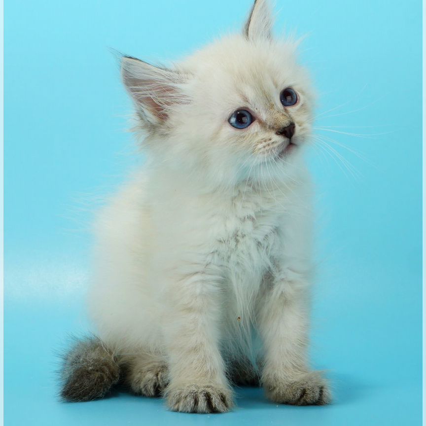 Сибирские котята питомник невский маскарадный