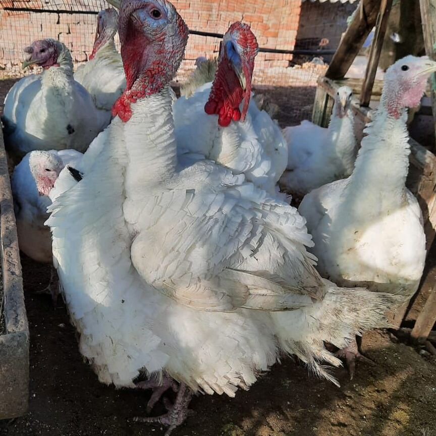 Индюки и гуси на мясо