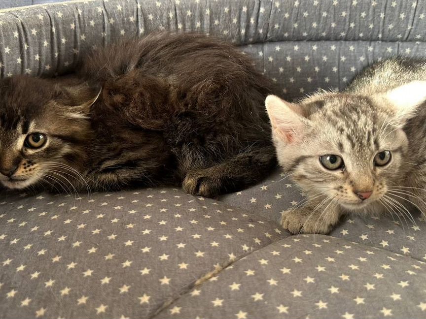 Котята в добрые руки 2 мальчика и 1 девочка