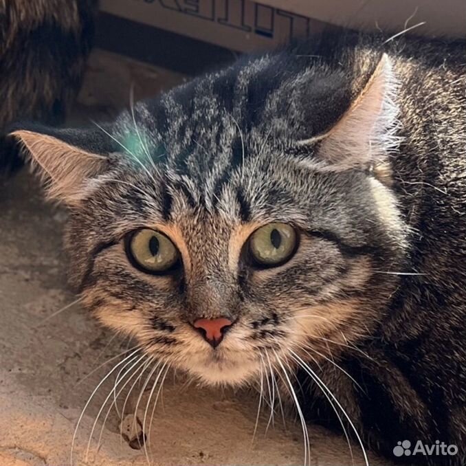 Кошка страдает в приюте