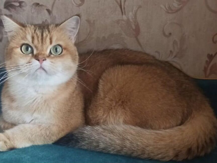 Шотландский кот вязка ny 12