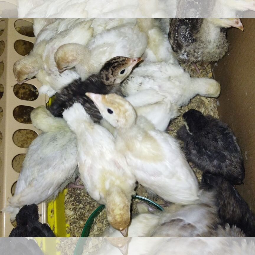 Индюки, Куры доминанта несутся зелёный яйца