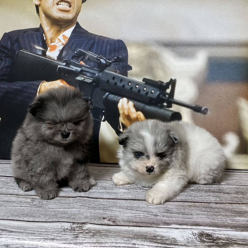 Померанский шпиц, щенок