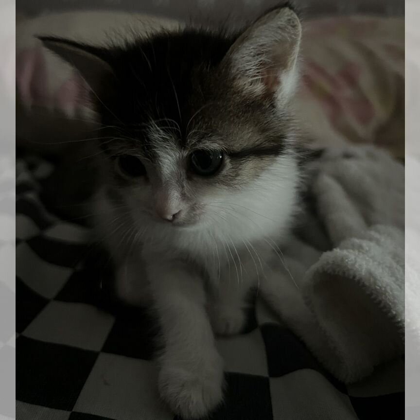 Котёнок в добрые руки