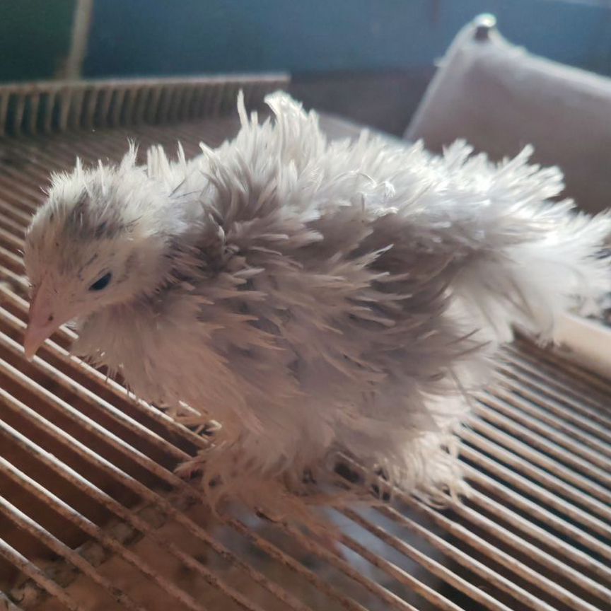 Цыпленок кохинхин