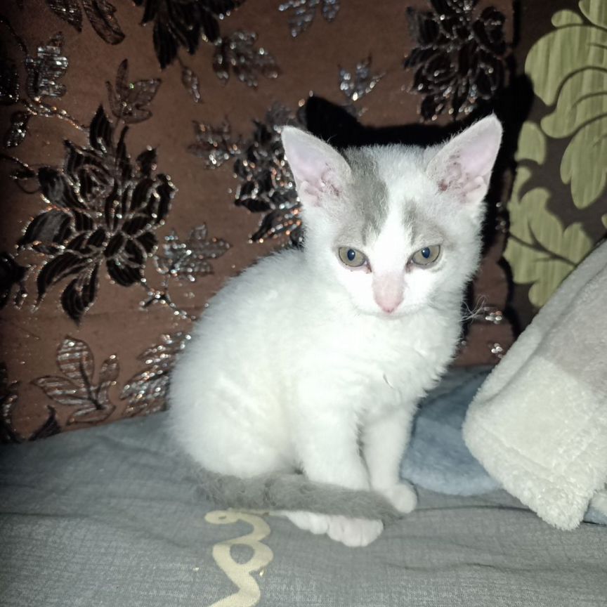 Котята браш