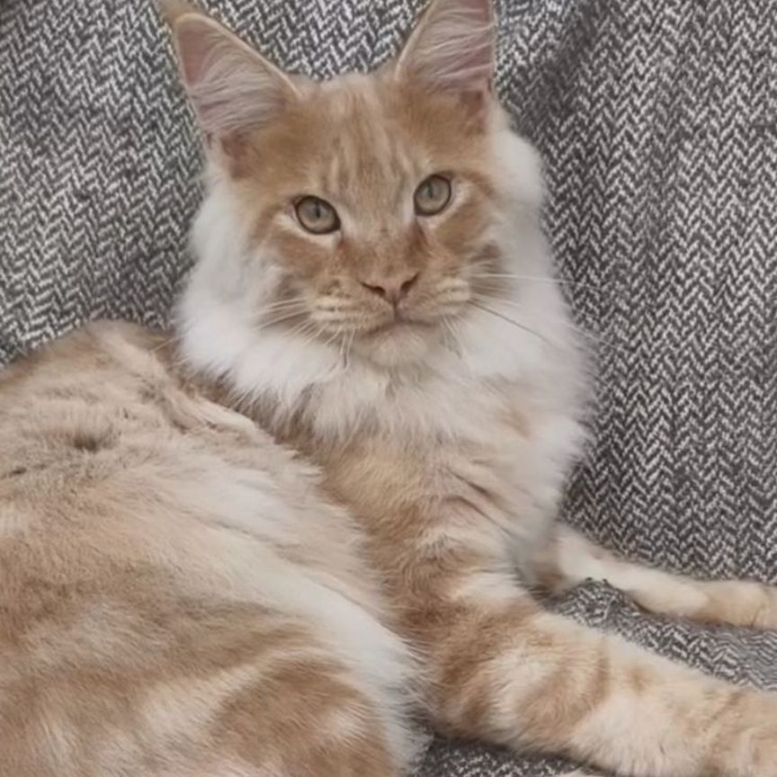 Мейн-кун котёнок