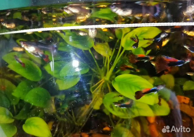 Рыбки гуппи