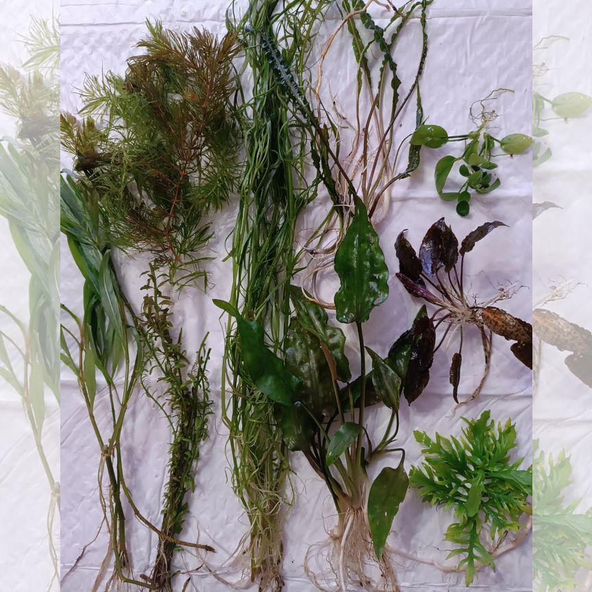 Аквариумное растение бронь