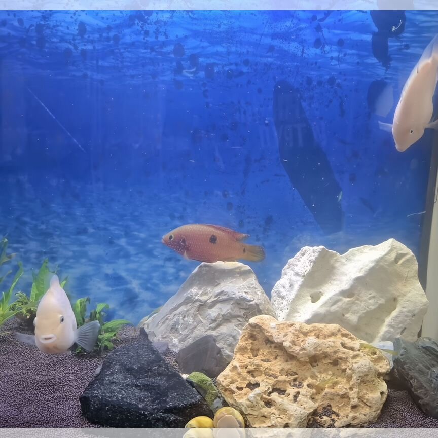 Рыбки аквариумные