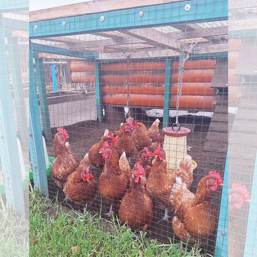 Куры молодки несушки