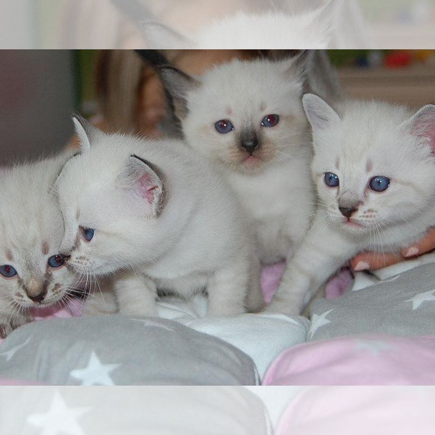 Тайский котёнок