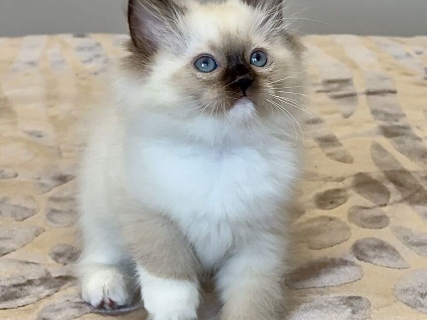 Котята рэгдолл