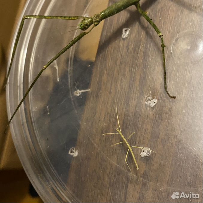 Палочник анамский