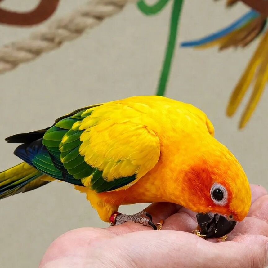 Солнечная Аратинга попугай