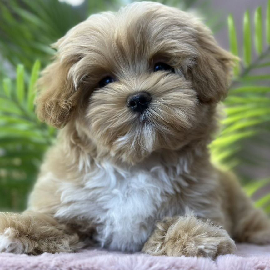 Мальтипу, щенок