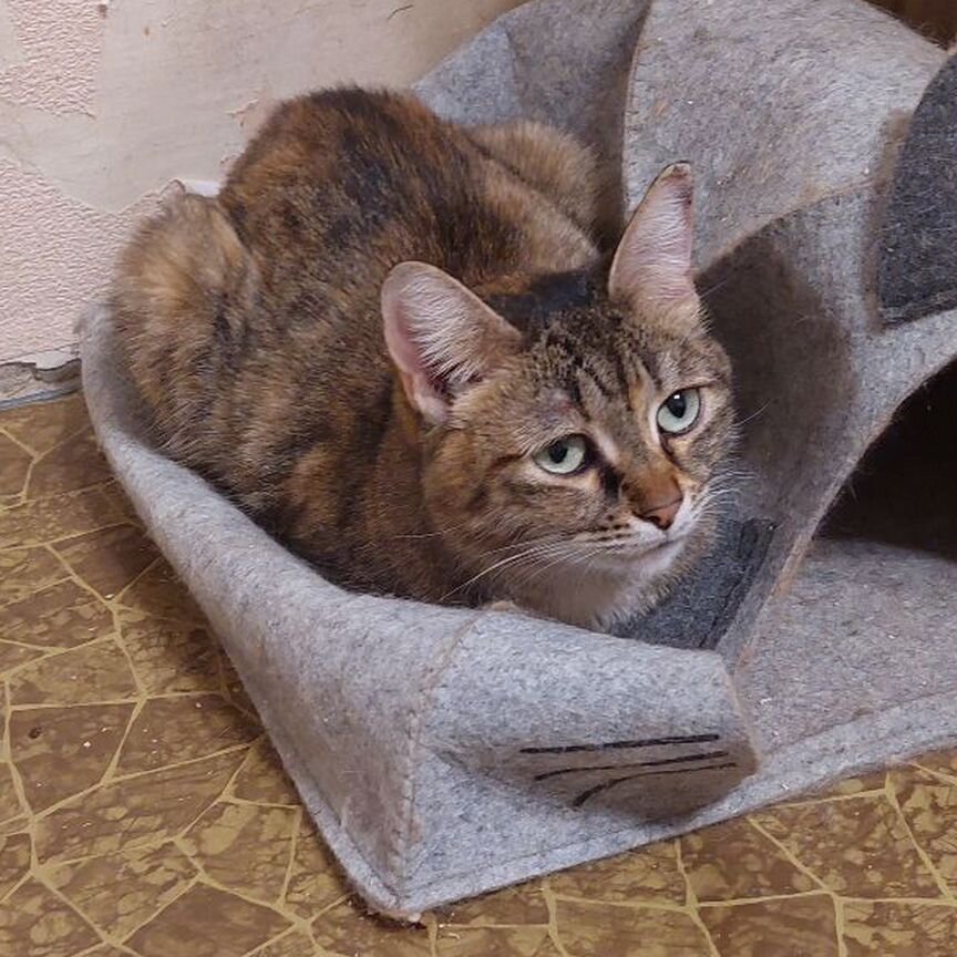 Молодая кошечка Трехцветка Бесплатно