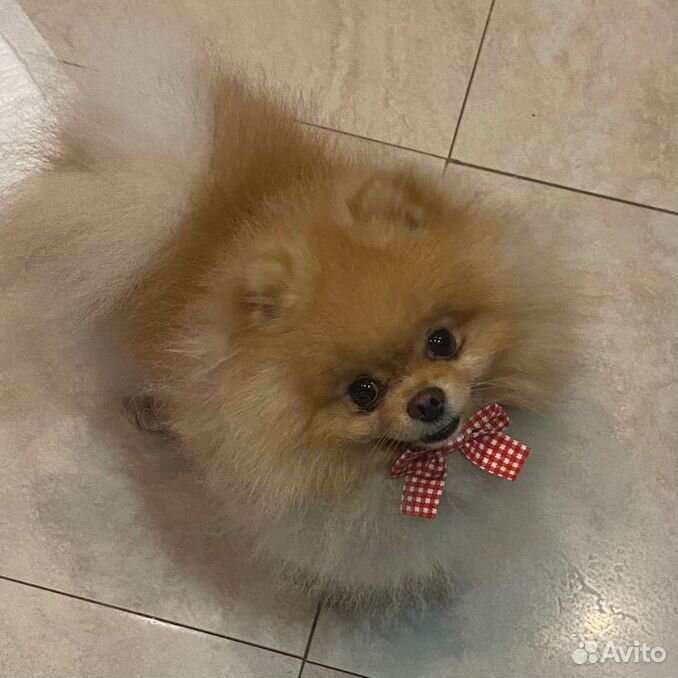 Померанский шпиц вязка кобель