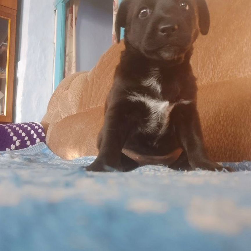 Отдам щенка в добрые руки девочка полтора месяца