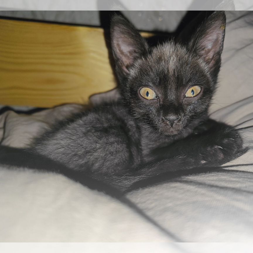 Канадский сфинкс котёнок