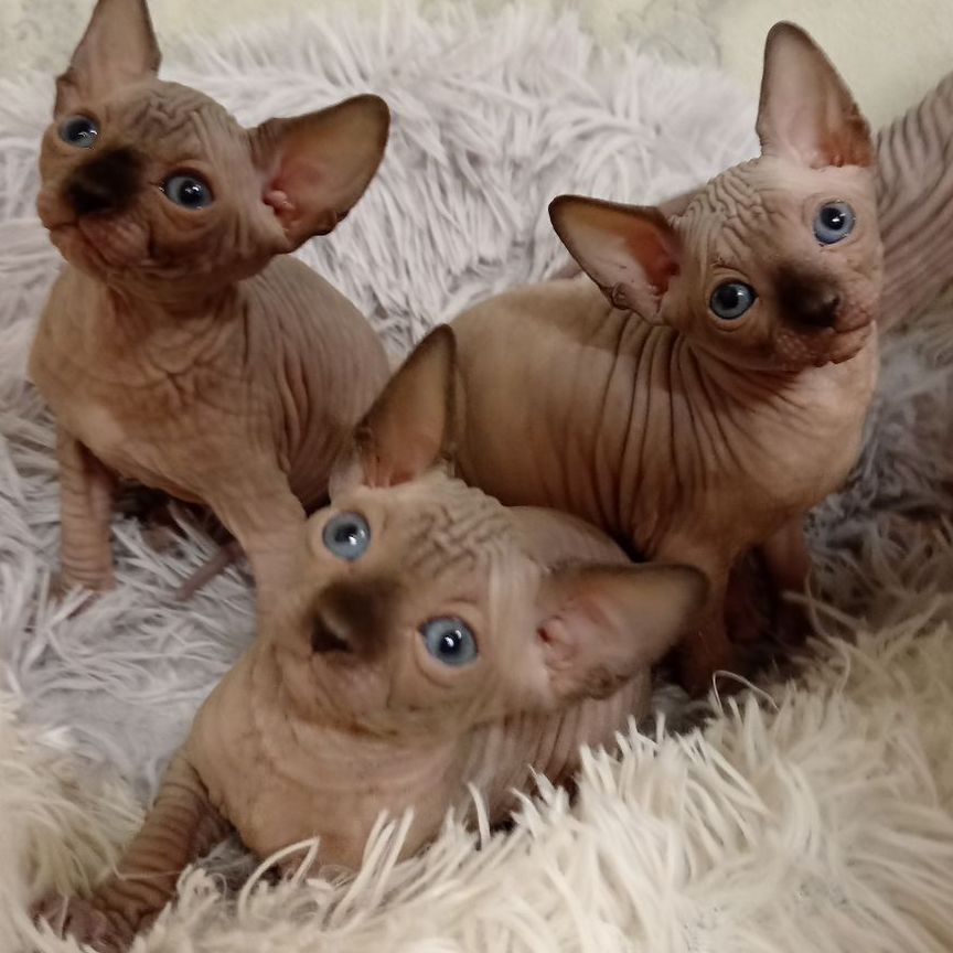 Канадский сфинкс котёнок