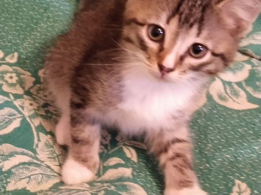 Отдам котят в добрые руки