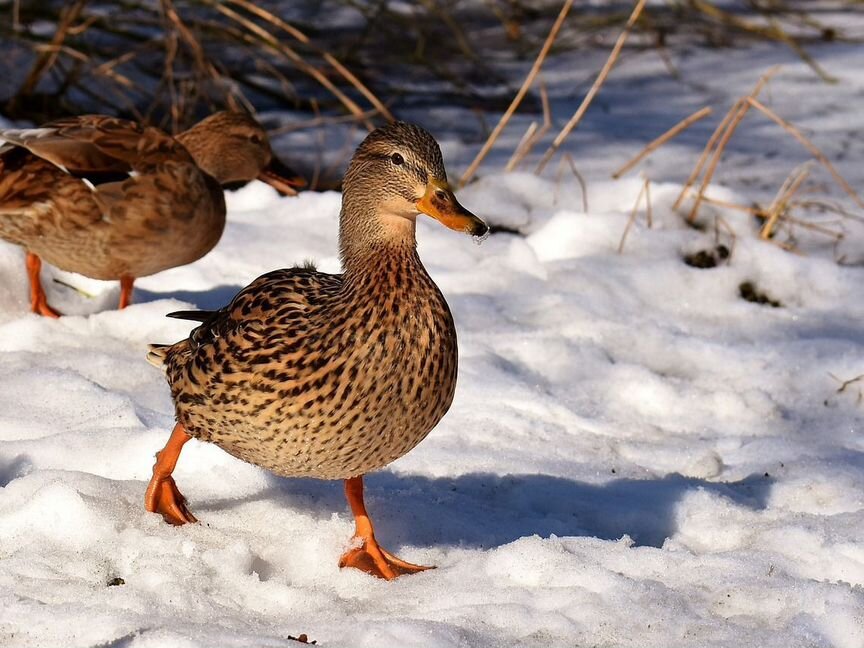 Утки подсадные для охоты