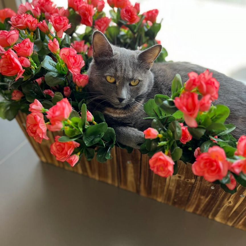 Кошка в дар бесплатно