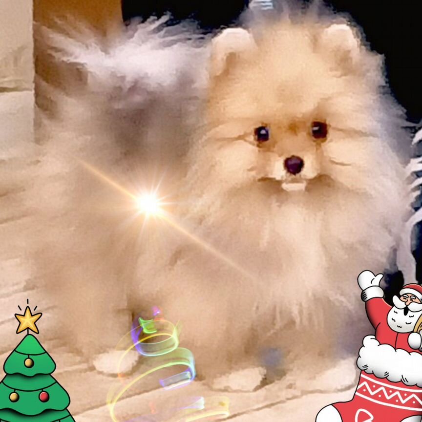 Щенок от частного владельца