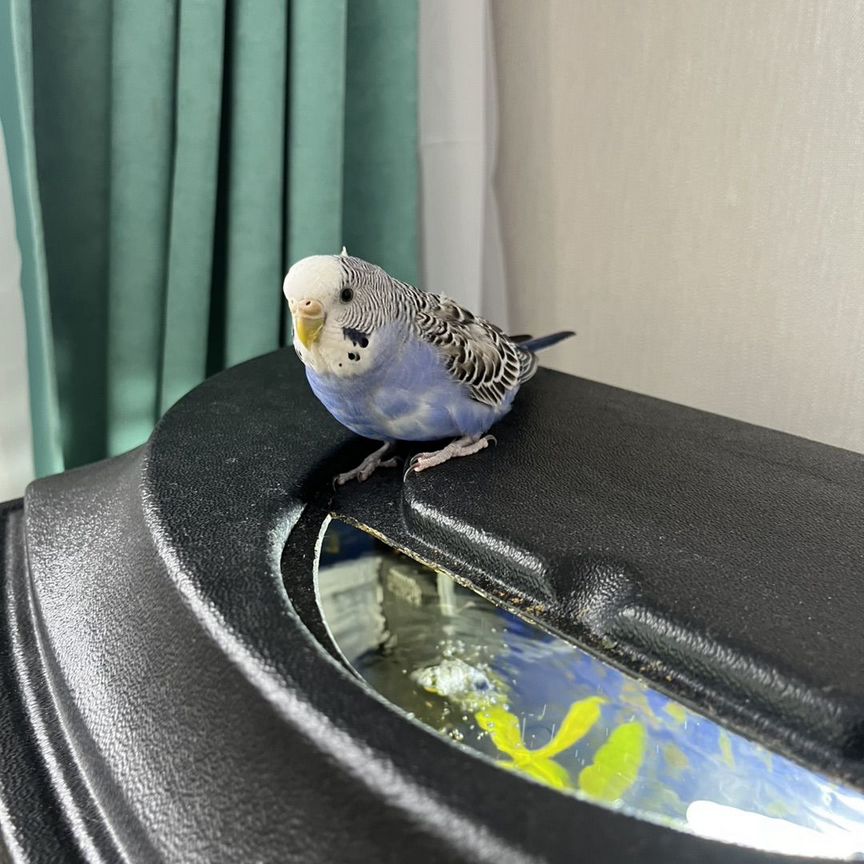 Попугай волнистый девочка