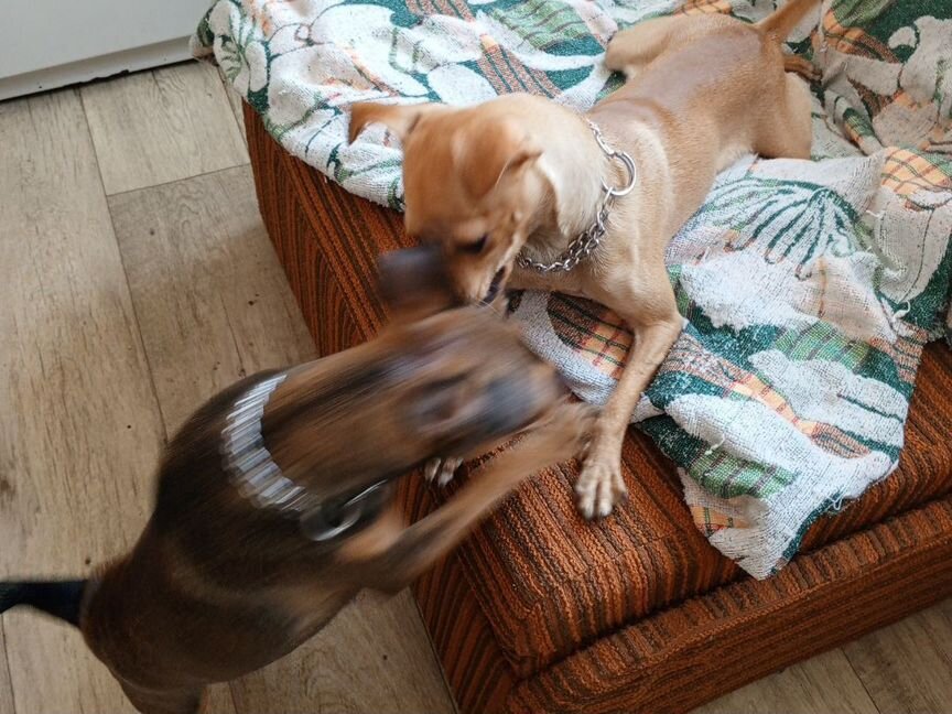 Русский той-терьер