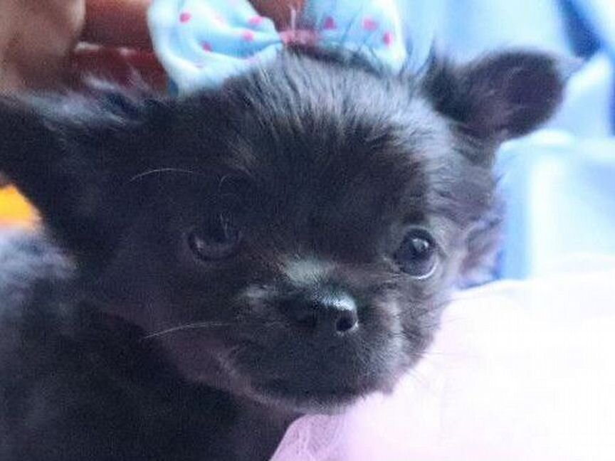 Чишки щенки