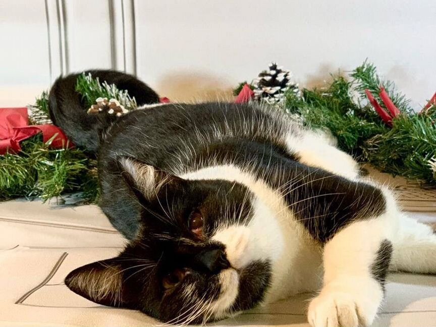 Котенок Люся, 6 месяцев