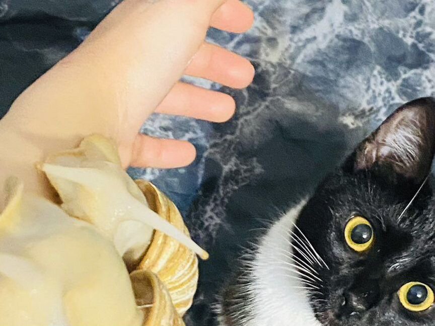 Кошка в добрые руки