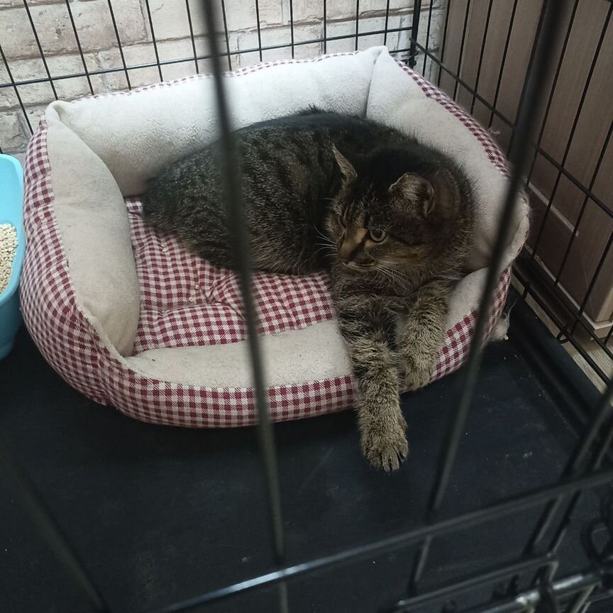 Кошечка бобтейл в добрые руки