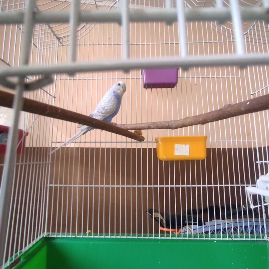 Волнистый попугай