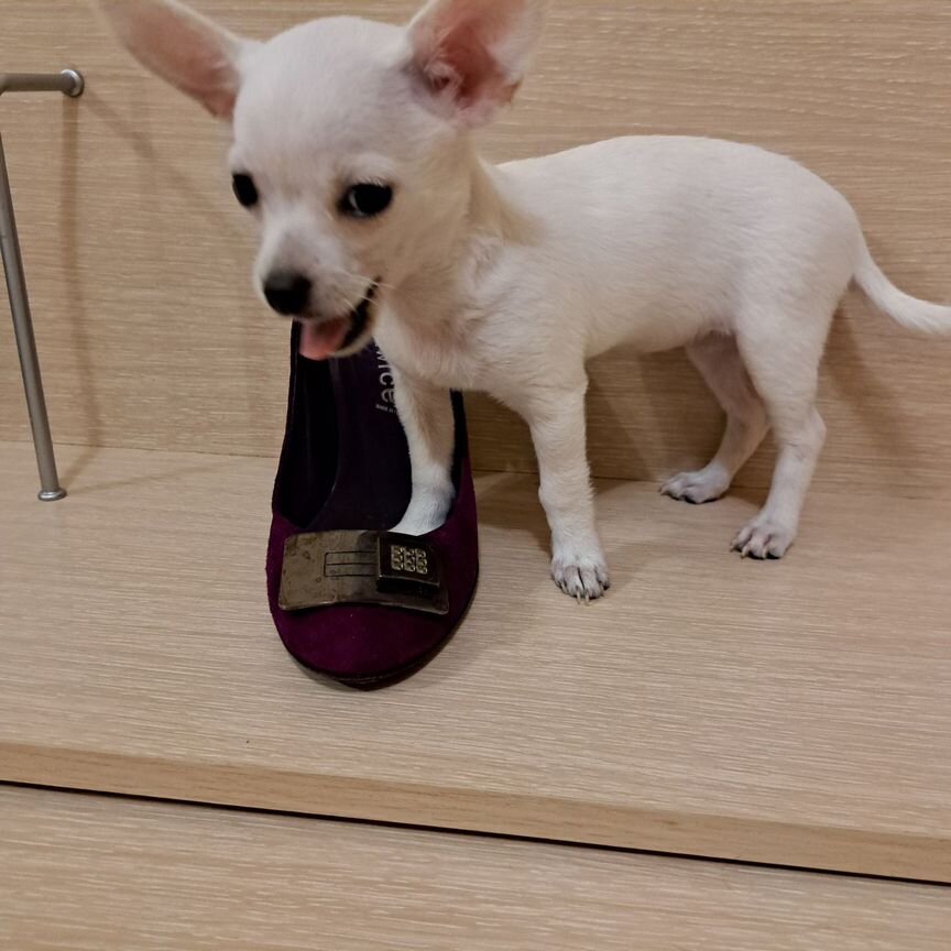 Алиса. Той терьер