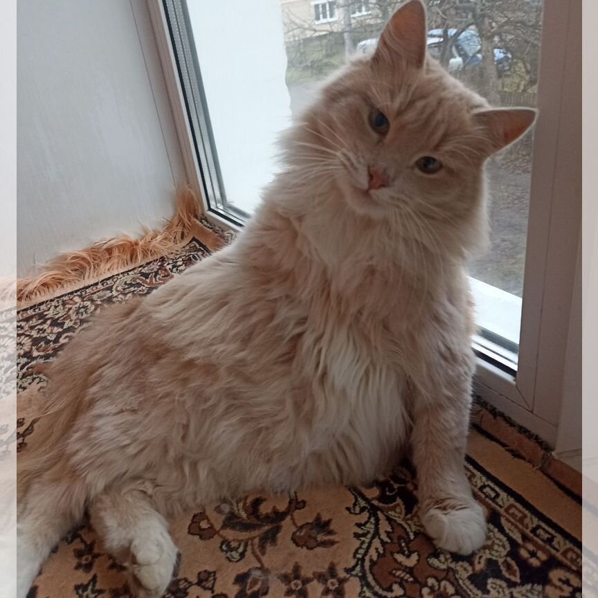 Взрослый кот в добрые руки