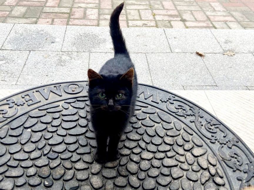 Черному котенку нужен дом
