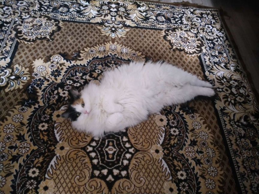 Кошечка в добрые руки