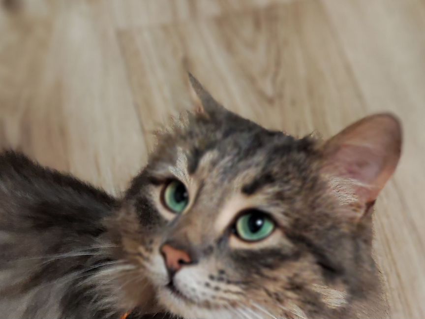 Котик