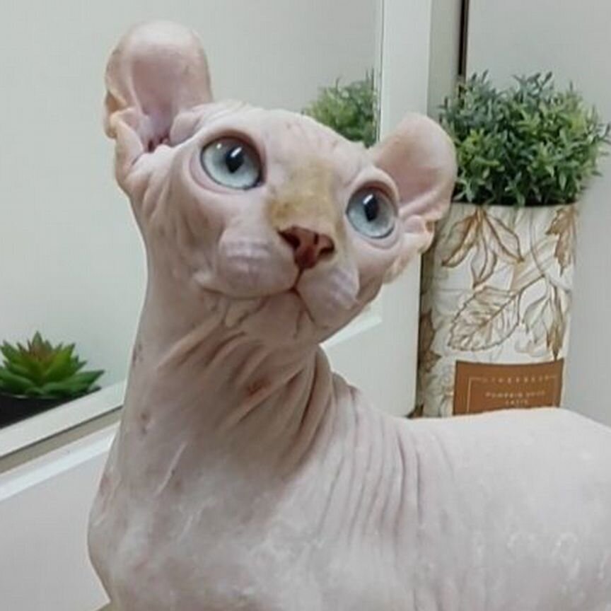 Канадский сфинкс котёнок