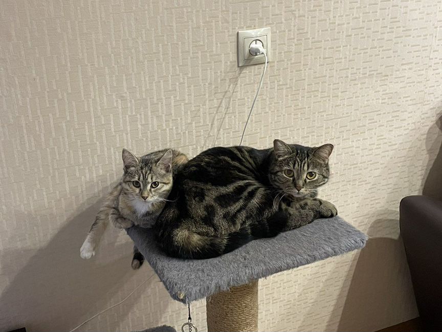 Отдам двух кошек в добрые руки