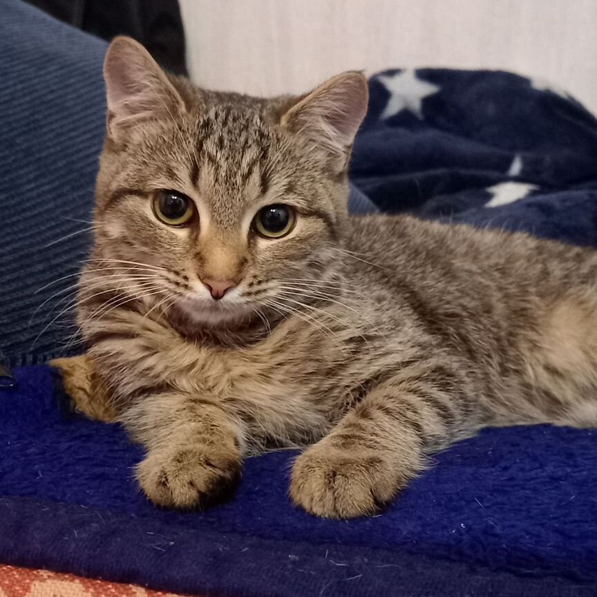 Потерялся кот