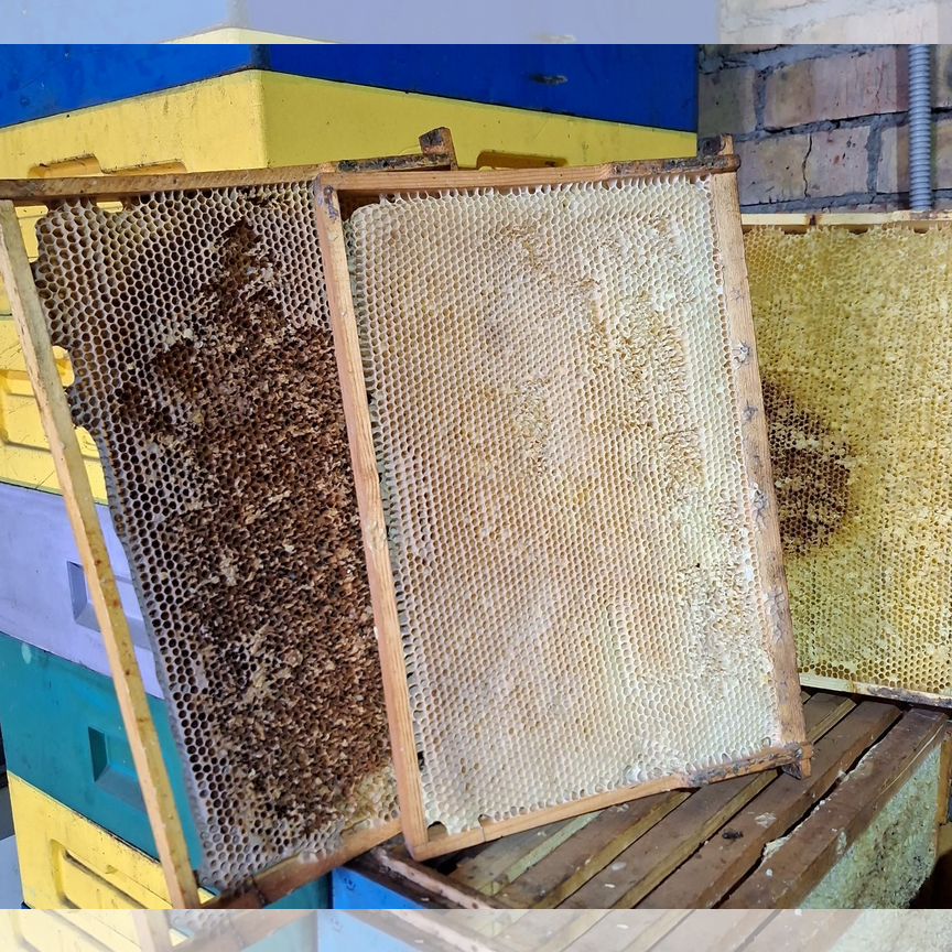 Сушь для пчел