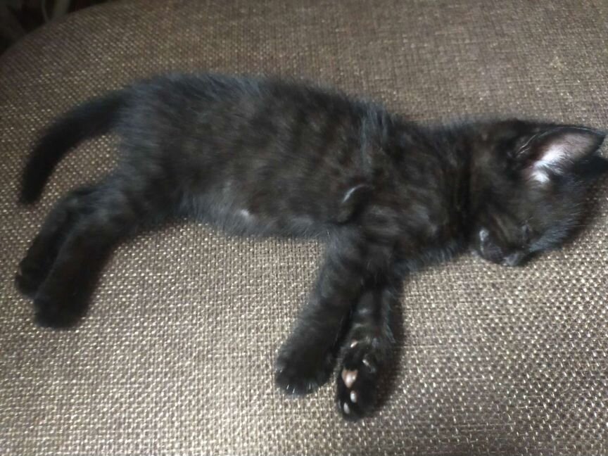 Кошка в дар