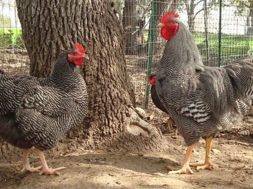 Цыплята гриз бар