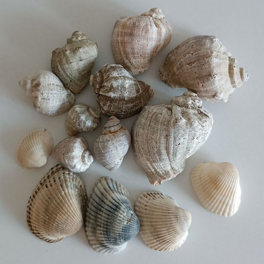 Ракушки морские рапаны